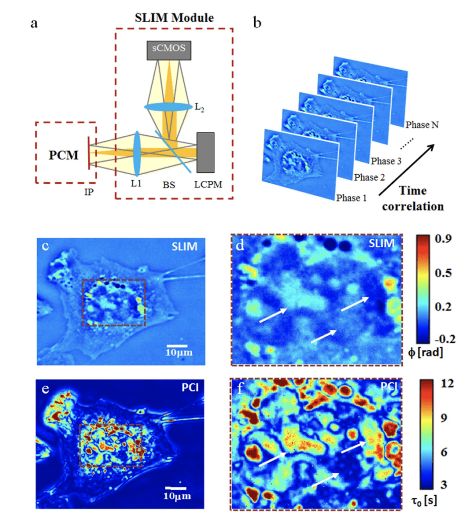 Phase Correlation Imaging Of Unlabeled Cell Dynamics Scientific Reports 6 32702 2016 Phi