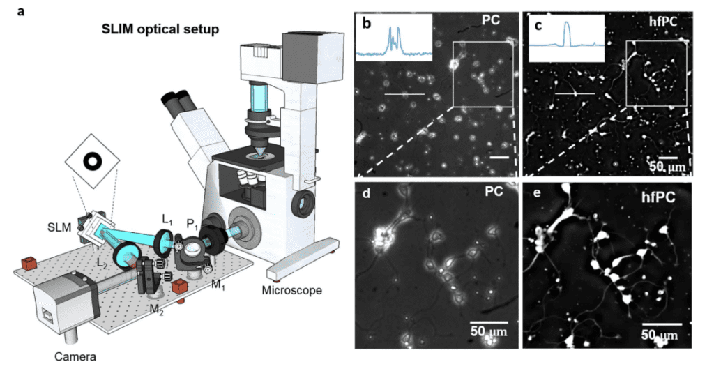 Halo-free Phase Contrast Microscopy; Scientific Reports 7, 44034 (2017) - Phi Optics