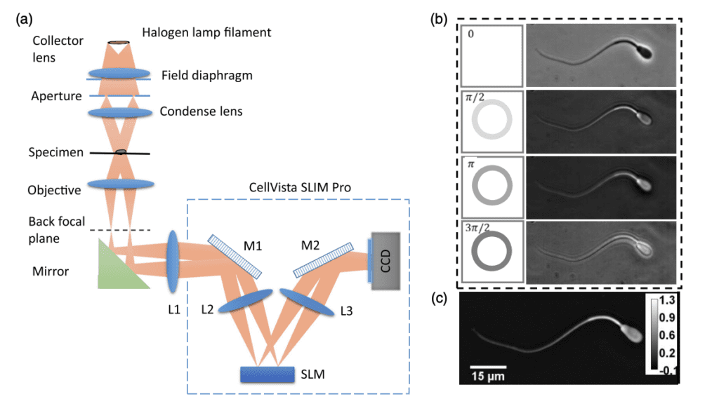 Topography and Refractometry of Sperm Cells using Spatial Light Interference Microscopy; Journal ...