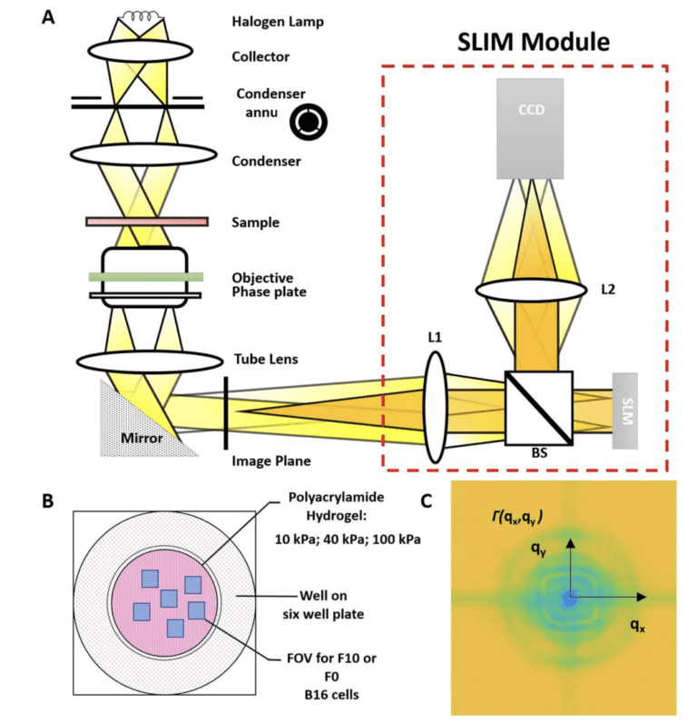 Quantitative Phase Imaging Reveals Matrix Stiffness-Dependent Growth ...