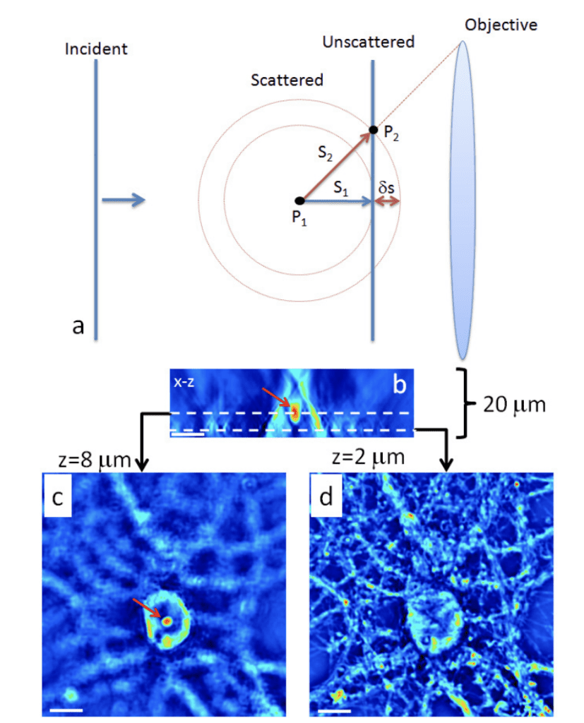 Spatial Light Interference Tomography (SLIT); Optics Express 19, (2011) - Phi Optics