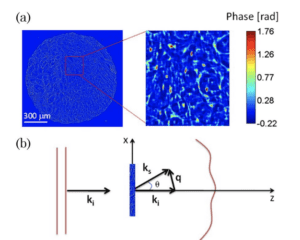 4. Correlation-Induced Spectral Changes in Tissues; Opt. Lett. 36, 2011 - Phi Optics