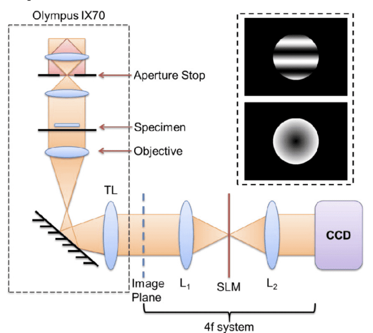 Gradient Field Microscopy of Unstained Specimens; Optics Express 20, (2012) - Phi Optics