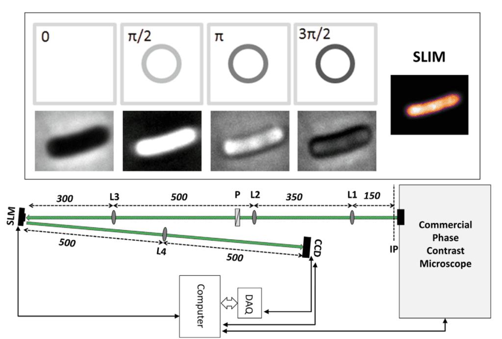 Visualizing Escherichia Coli Sub-Cellular Structure using Sparse ...
