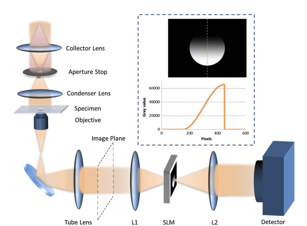 Gradient Field Microscopy for Label-free Diagnosis of Human Biopsies; Appl. Opt. 52, 92-96 (2013 ...