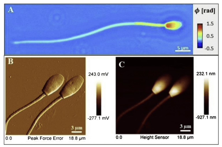 High-throughput Sperm Assay using Label-free Microscopy; Morphometric ...