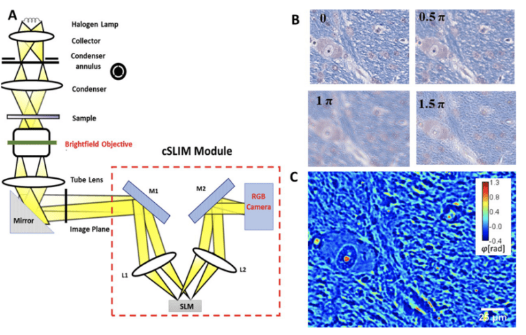Quantifying Myelin Content In Brain Tissue Using Color Spatial Light Interference Microscopy