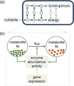 Microbial Metabolic Noise; WIREs Mech Dis 13, 1512 (2021) - Phi Optics