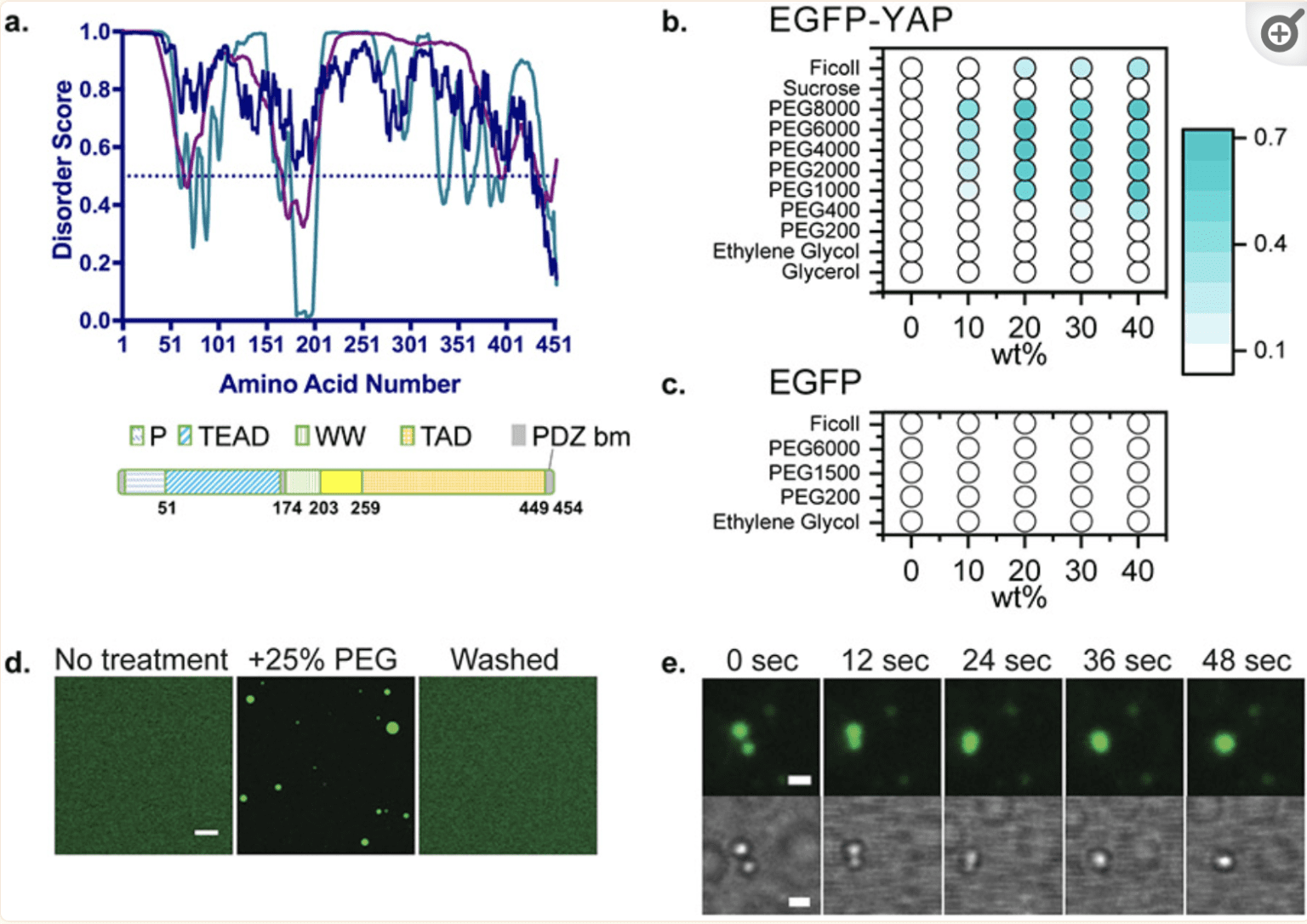 Phase separation of YAP reorganizes genome topology for long-term YAP ...