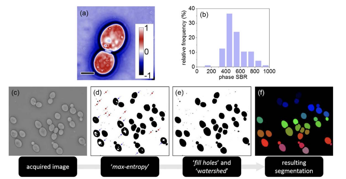 Robust microbial cell segmentation by optical-phase thresholding with ...